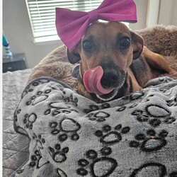 Female Chiweenie is available for adoption