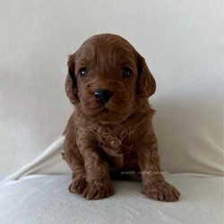 Male Cavoodle is available for adoption