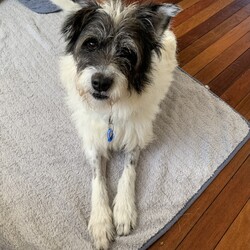 Male Fox Terrier (Smooth) / Border Terrier is available for adoption