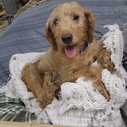Female Goldendoodle is available for adoption