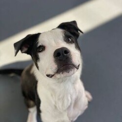 Male Staffordshire Bull Terrier / Border Collie is available for adoption
