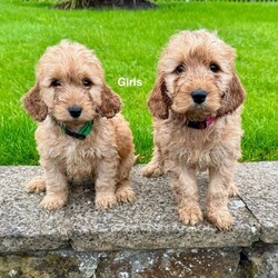 Mixed Litter Cockapoo is available for adoption