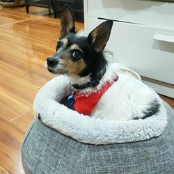 Male Mini Foxie / Tenterfield Terrier is available for adoption