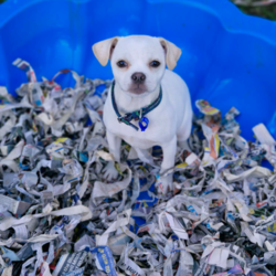 Female Pug / Jack Russell Terrier (Smooth) is available for sale- Dog ...