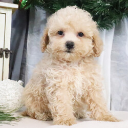 Male Poodle is available for adoption