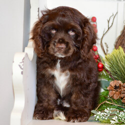 Male Cocker Spaniel is available for adoption