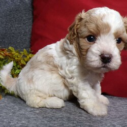 Male Cavapoo Puppy is available for sale- Dog the Love