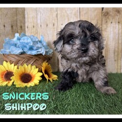 Male Shih-Poo Puppy is available for sale- Dog the Love
