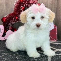 Female Havanese is available for adoption