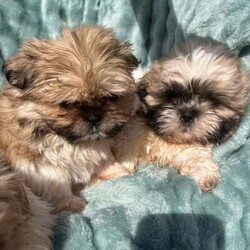 Female Shih Tzu is available for sale- Dog the Love