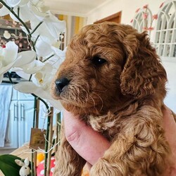 Female Cockapoo is available for adoption