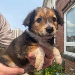 Female Patterjack is available for sale- Dog the Love