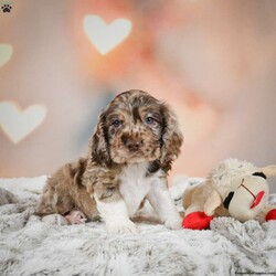 Female Cocker Spaniel Puppy is available for sale- Dog the Love