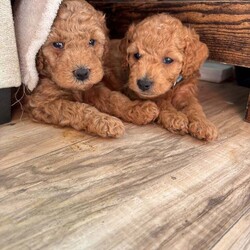 Female Cockapoo is available for adoption